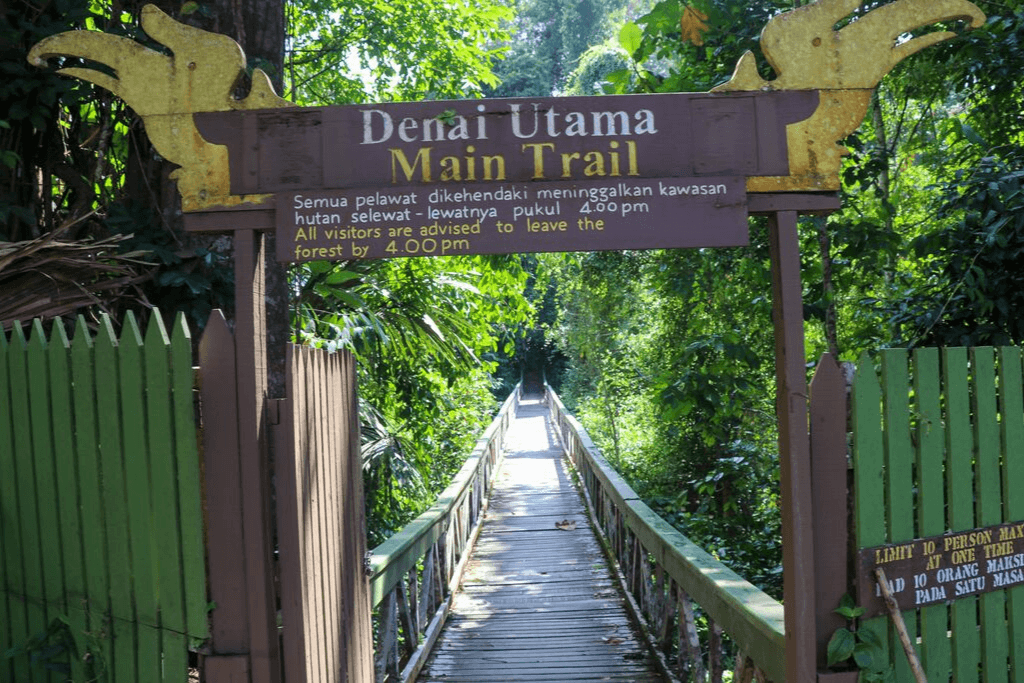 A Picturesque Hike in the Lambir Hills National Park in Miri - Sarawak