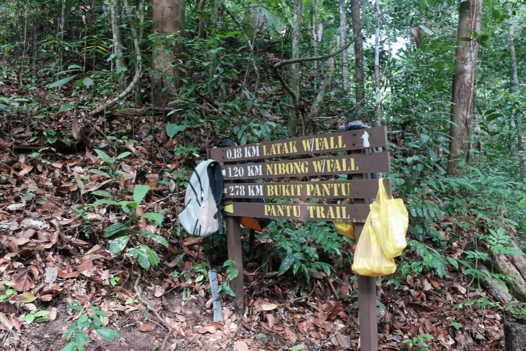 A Picturesque Hike in the Lambir Hills National Park in Miri - Sarawak