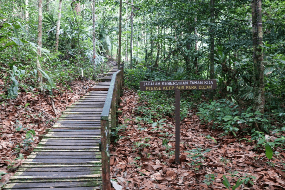 A Picturesque Hike in the Lambir Hills National Park in Miri - Sarawak