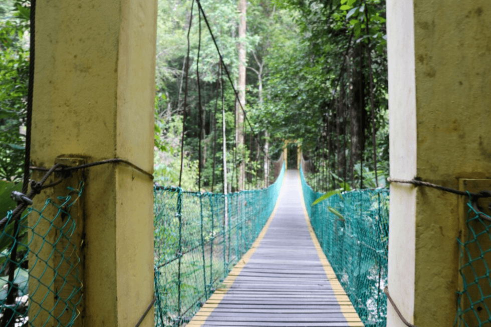A Picturesque Hike in the Lambir Hills National Park in Miri - Sarawak