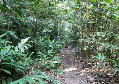 A Picturesque Hike in the Lambir Hills National Park in Miri - Sarawak
