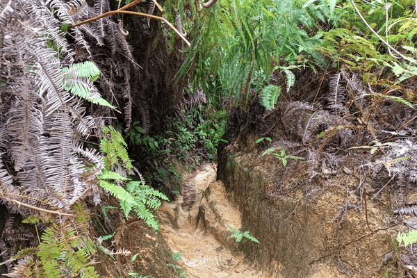 Penang Hill Hiking – Ascending to the Highest Point