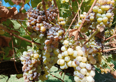 Breathtaking Reasons to Visit the Swan Valley in Perth
